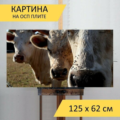 Картина на ОСП 125х62 см. "Коровы, жвачные животные, животные на ферме" горизонтальная, для интерьера, с креплениями