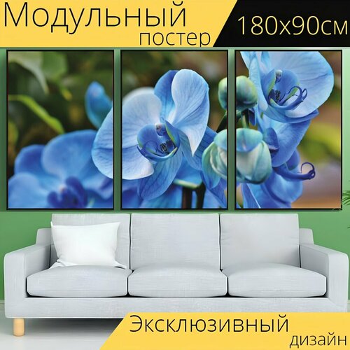 Модульный постер "Орхидеи, цветы, лепестки" 180 x 90 см. для интерьера