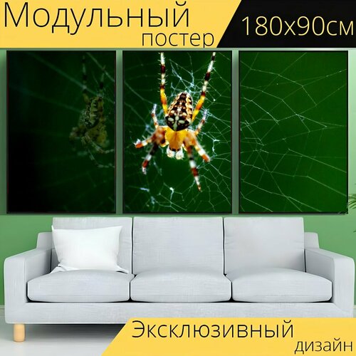 Модульный постер "Паук, паукообразный, природа" 180 x 90 см. для интерьера