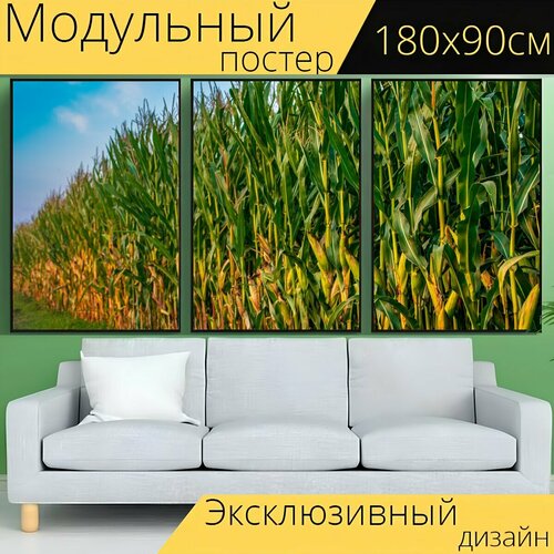 Модульный постер "Поле, кукуруза, сельское хозяйство" 180 x 90 см. для интерьера