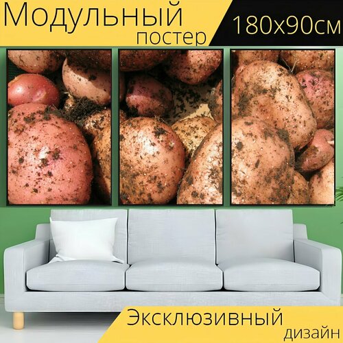 Модульный постер "Картошка, овощ, окучивать" 180 x 90 см. для интерьера