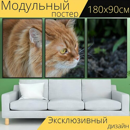 Модульный постер "Кошка, домашний питомец, мейн кун" 180 x 90 см. для интерьера