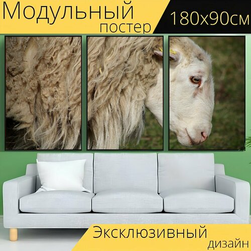 Модульный постер "Овец, домашнее животное, сельскохозяйственное животное" 180 x 90 см. для интерьера