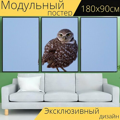 Модульный постер "Сова, птица, животное" 180 x 90 см. для интерьера