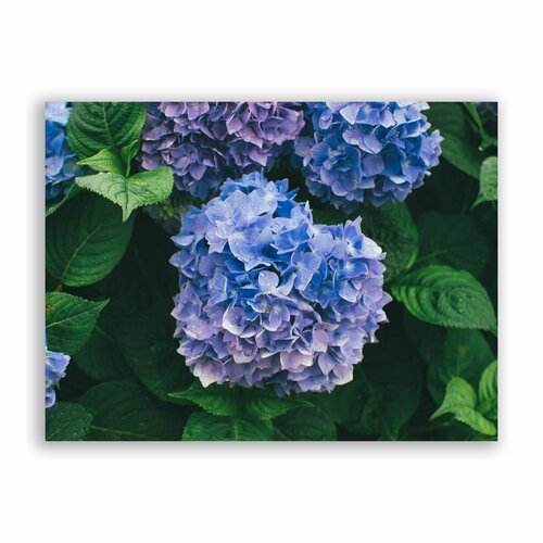 Постер цветы на бумаге / Гортензия / Размер 30 x 40 см