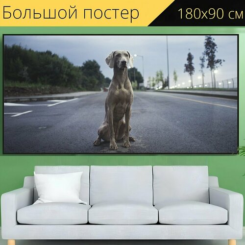 Большой постер "Порода, собака, животное" 180 x 90 см. для интерьера