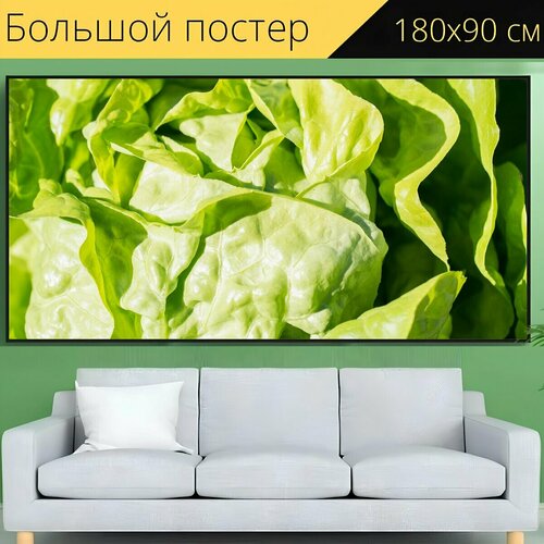 Большой постер "Салат, латук, зеленый" 180 x 90 см. для интерьера