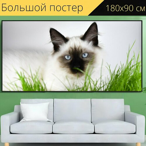 Большой постер "Котенок, кошка, трава" 180 x 90 см. для интерьера