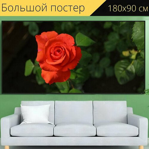 Большой постер "Роуз, чайная роза, цветок" 180 x 90 см. для интерьера
