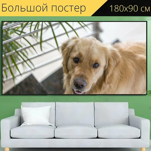 Большой постер "Милый, собака, домашнее животное" 180 x 90 см. для интерьера