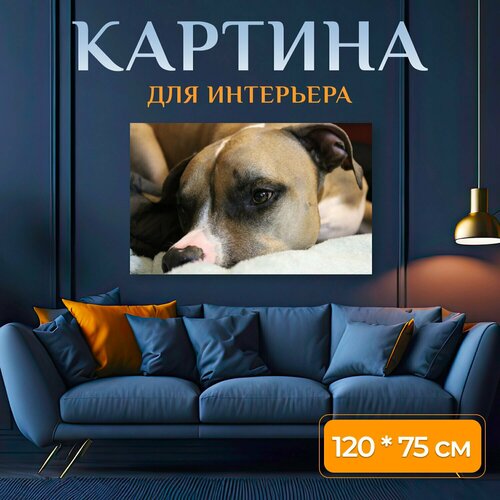Картина на холсте "Собака, отдыхающий, собачий" на подрамнике 120х75 см. для интерьера