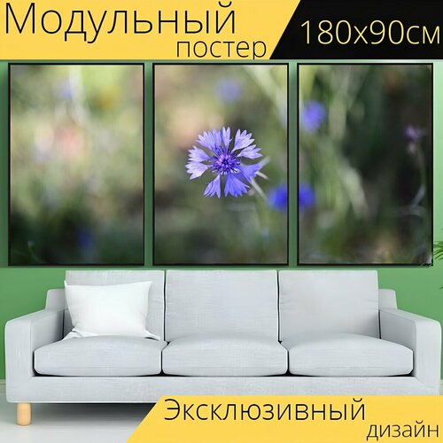 Модульный постер "Васильковый, цветок, цвести" 180 x 90 см. для интерьера