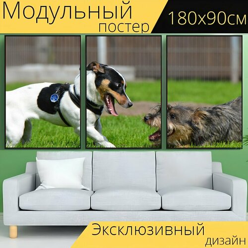 Модульный постер "Щенячьи игры, играющие собаки, джек рассел" 180 x 90 см. для интерьера
