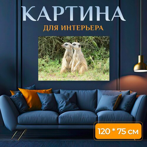 Картина на холсте "Мангуста, дикое животное, сурикат" на подрамнике 120х75 см. для интерьера