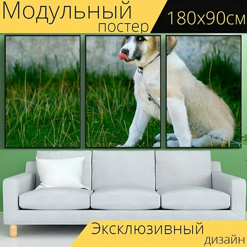 Модульный постер "Собака, домашний питомец, собака смотреть" 180 x 90 см. для интерьера
