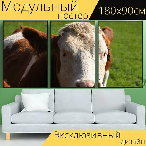 Модульный постер "Корова, говядина, молочный скот" 180 x 90 см. для интерьера