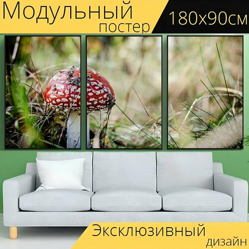 Модульный постер "Красная поганка, грибы, гриб" 180 x 90 см. для интерьера