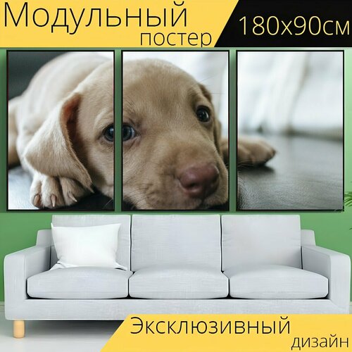 Модульный постер "Собака, щенок, голубые глаза" 180 x 90 см. для интерьера