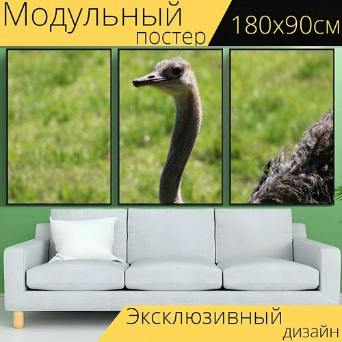 Модульный постер "Страус, общие страуса, птица" 180 x 90 см. для интерьера