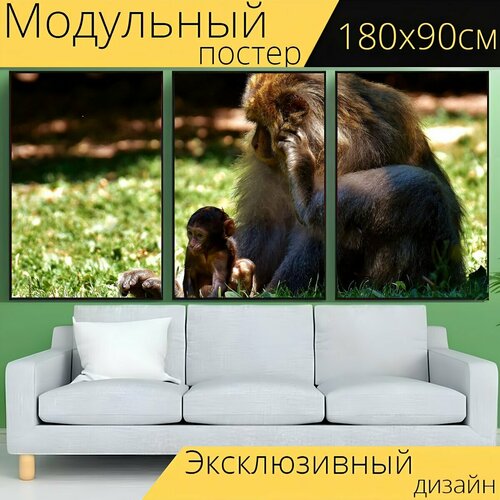 Модульный постер "Обезьяны, детеныш обезьяны, варварская макака" 180 x 90 см. для интерьера