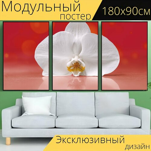 Модульный постер "Орхидея, цветок, белла" 180 x 90 см. для интерьера