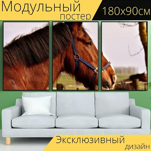 Модульный постер "Шайрская лошадь, лошадь, большая лошадь" 180 x 90 см. для интерьера