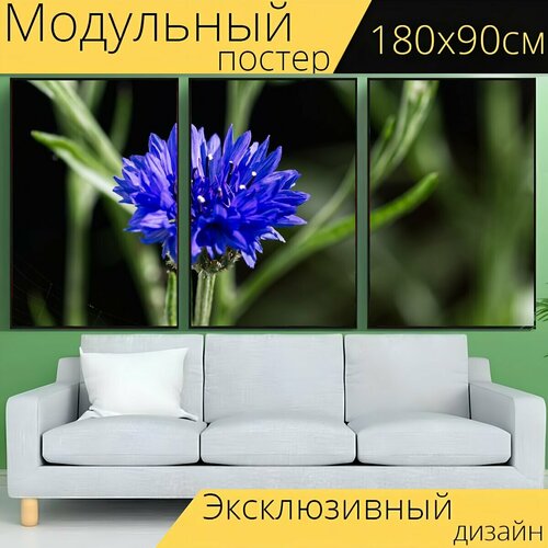 Модульный постер "Васильковый, цветок, природа" 180 x 90 см. для интерьера