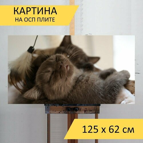 Картина на ОСП 125х62 см. "Кошки, котенок, домашнее животное" горизонтальная, для интерьера, с креплениями