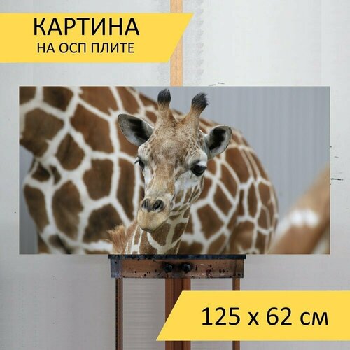 Картина на ОСП 125х62 см. "Жирафа, пятна, рога" горизонтальная, для интерьера, с креплениями