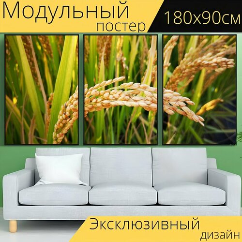 Модульный постер "Рис, ухо риса, превосходный урожай" 180 x 90 см. для интерьера