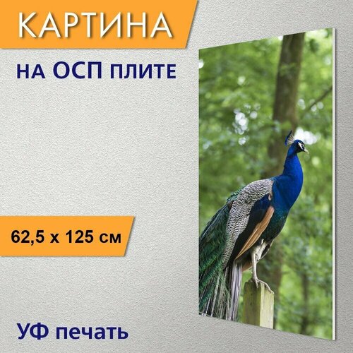 Вертикальная картина на ОСП "Павлин, птица, синий" 62x125 см. для интерьериа