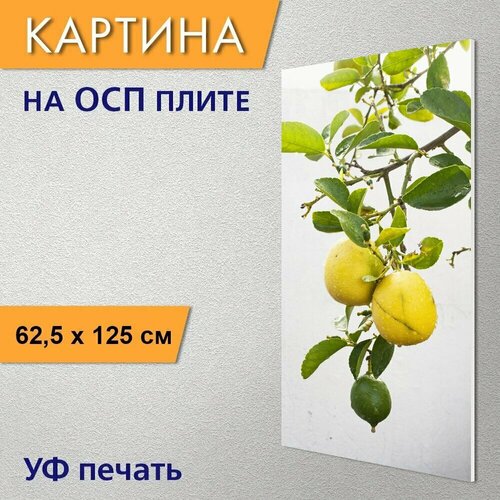 Вертикальная картина на ОСП "Лимон, цитрусовые, свежий" 62x125 см. для интерьериа