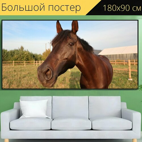 Большой постер "Лошадь, конный спорт, млекопитающее" 180 x 90 см. для интерьера