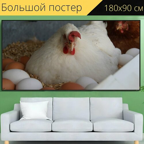 Большой постер "Курица, яйца, эко" 180 x 90 см. для интерьера