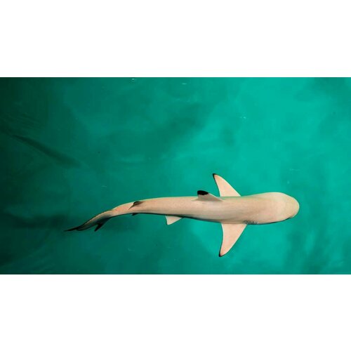 Картина на холсте 60x110 LinxOne "Подводный животные рыба картинки" интерьерная для дома / на стену / на кухню / с подрамником