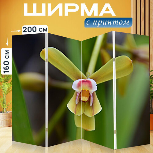 Ширма перегородка с принтом "Орхидея, цвести, закрывать" на холсте - 200x160 см. для зонирования, раскладная
