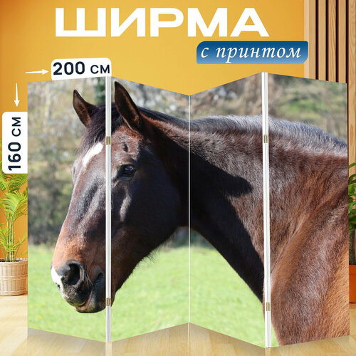 Ширма перегородка с принтом "Лошадь, природа, животное" на холсте - 200x160 см. для зонирования, раскладная