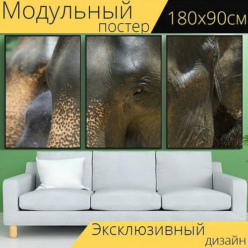 Модульный постер "Слон, азия, слоны" 180 x 90 см. для интерьера