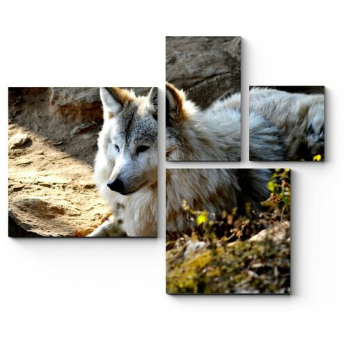 Модульная картина Гималайский волк 162x135