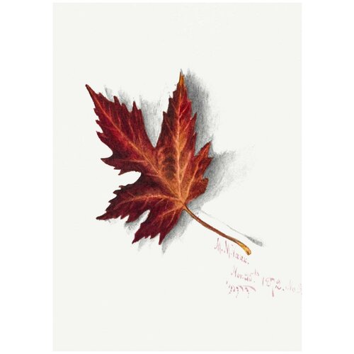 Постер / Плакат / Картина Листья - Кленовый лист 60х90 см в подарочном тубусе