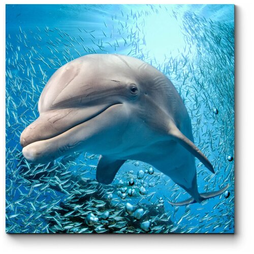 Модульная картина Улыбка дельфина 20x20