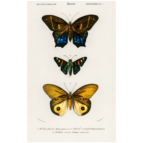 Постер / Плакат / Картина Три бабочки 50х70 см в подарочном тубусе