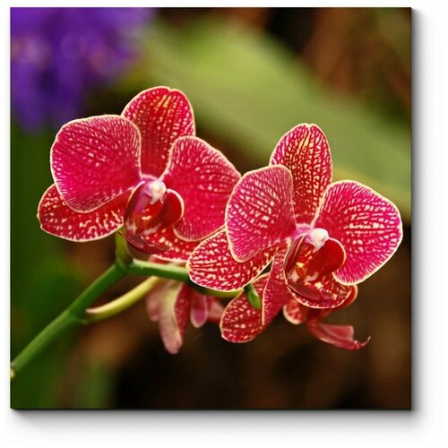 Модульная картина Невероятно красивая тропическая орхидея 40x40