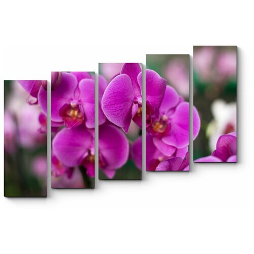 Модульная картина Прекрасные и нежные орхидеи 220x154