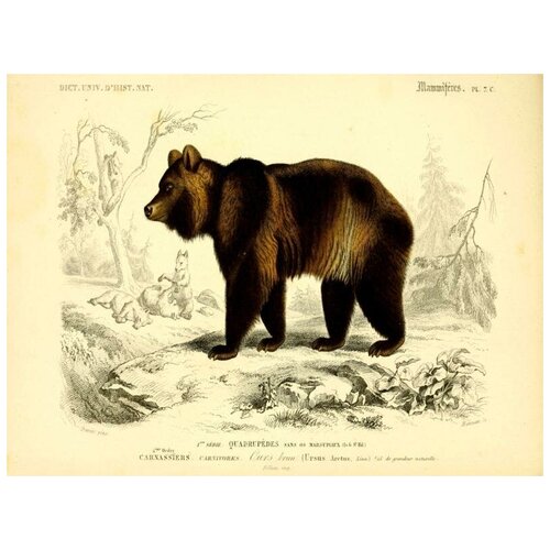 Постер / Плакат / Картина Бурый медведь 40х50 см в подарочном тубусе