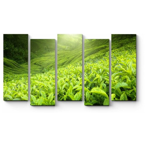 Модульная картина Бескрайняя зелень полей 200x116