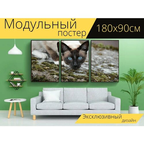Модульный постер "Кот, похмелье, сиамский" 180 x 90 см. для интерьера