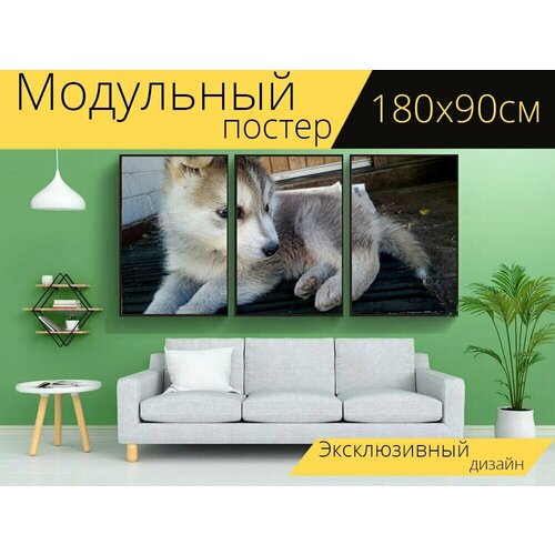 Модульный постер "Хаски, щенок, милый" 180 x 90 см. для интерьера