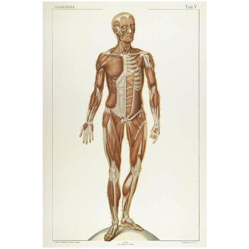 Постер / Плакат / Картина Анатомия - Строение и мускулатура человека 40х50 см в раме
