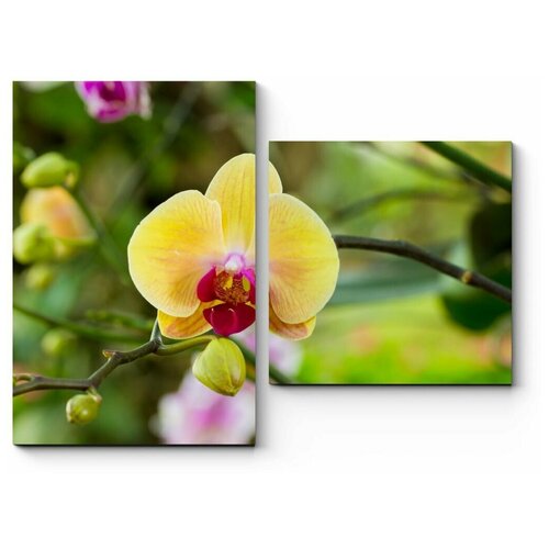 Модульная картина Тропическая орхидея, цветущая в летнем саду 60x45